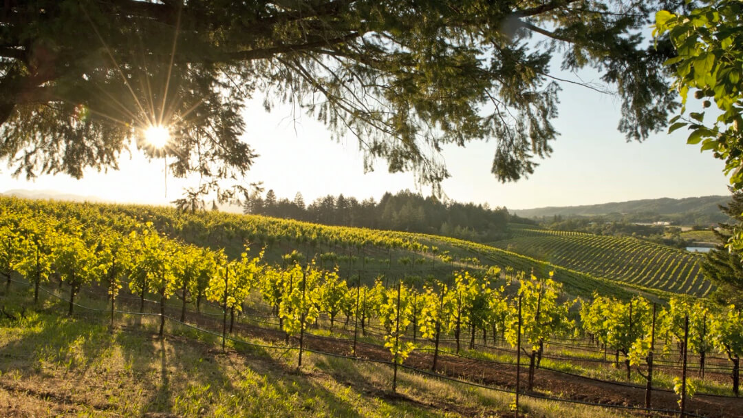 Ridge Vineyards Lytton Springs 2022 - USA - Voyageurs du Vin